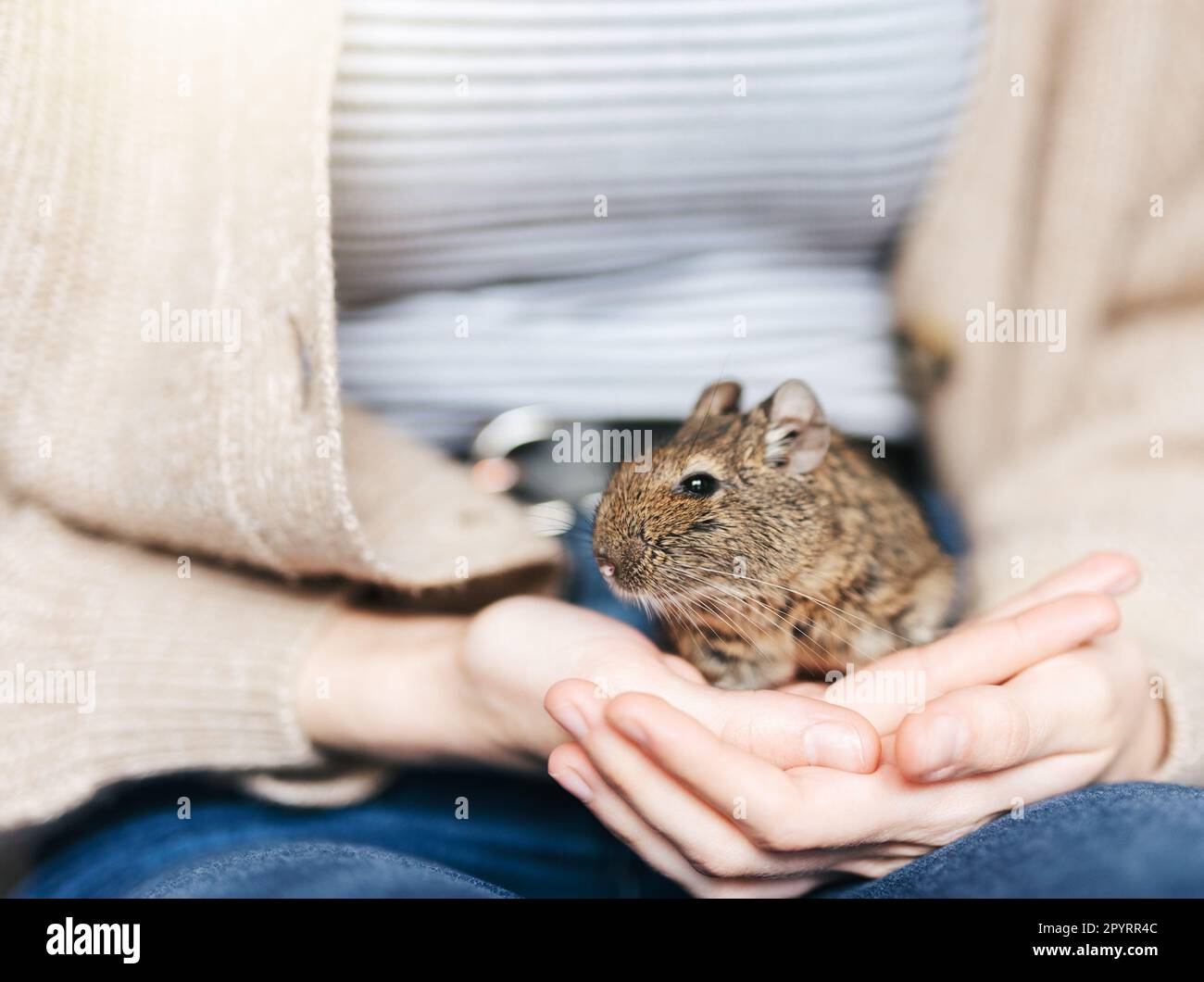 Young girl playing with cute chilean degu squirrel. Cute pet sitting on ...