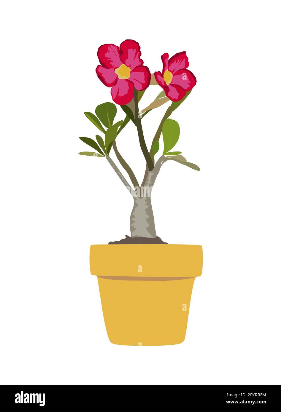 Blooming house plant in planter vector isolated Stock Vector Image ...