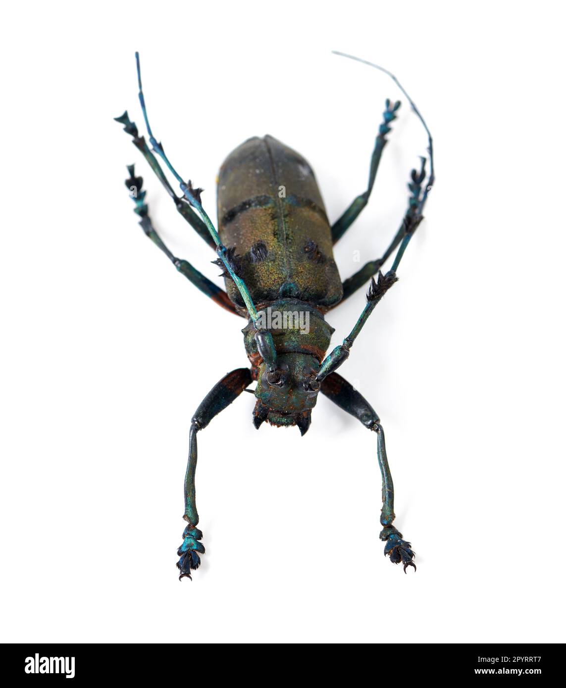 Isolated longhorn beetle, studio and white background for study ...