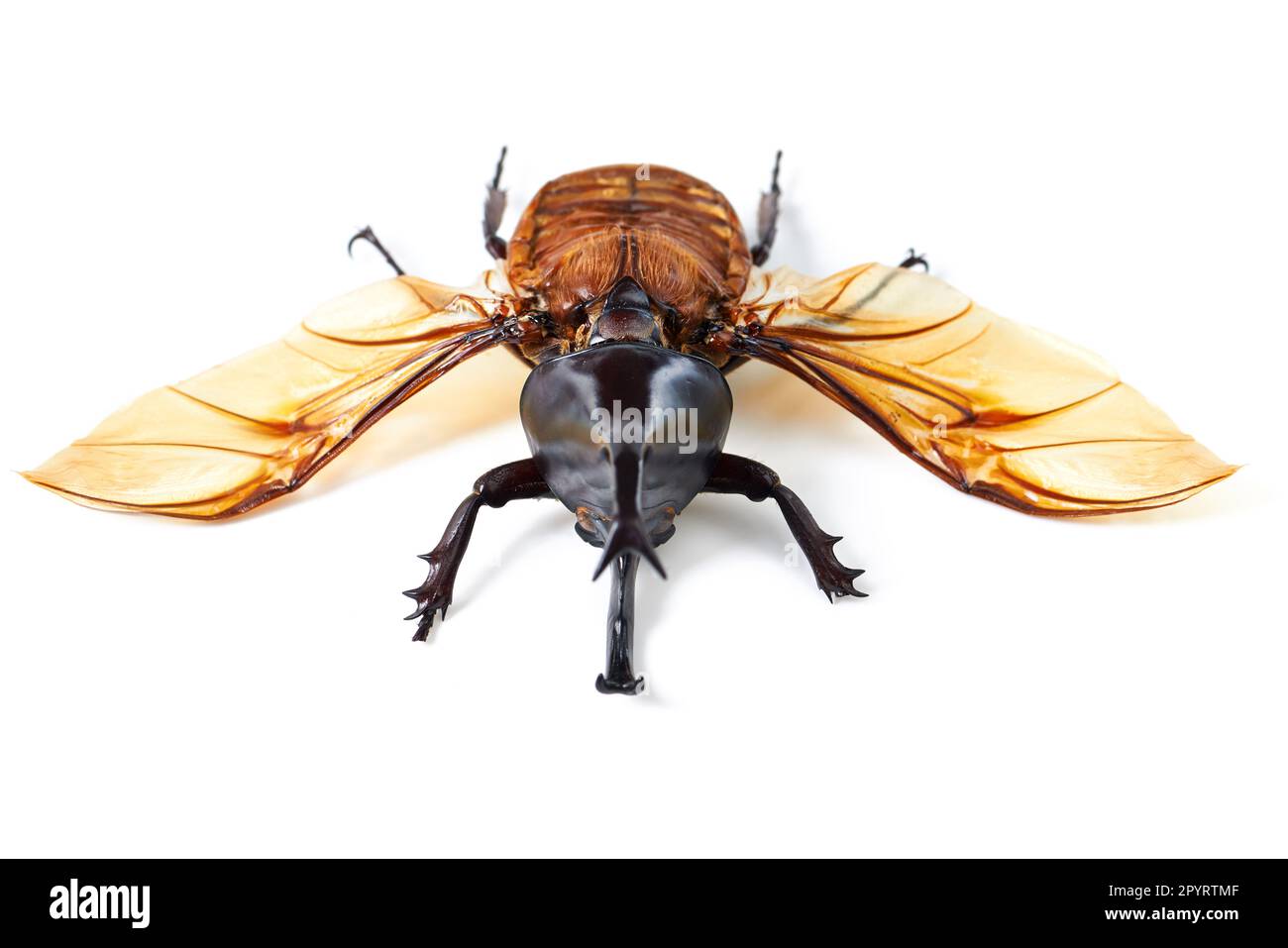 Nature, wings and beetle in white background, front view of aesthetic ... Nature, wings and beetle in white background, front view of aesthetic ...