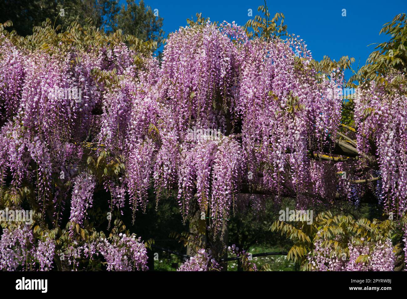 A view of wisteria trellis. From April to May, the wisteria flowers ...