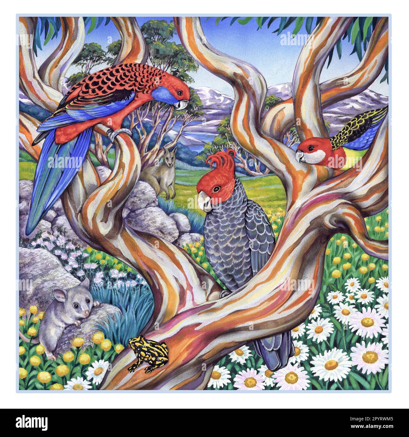 Animals & Nature- Australian Alpine Regions Fauna & Flora with snow ...