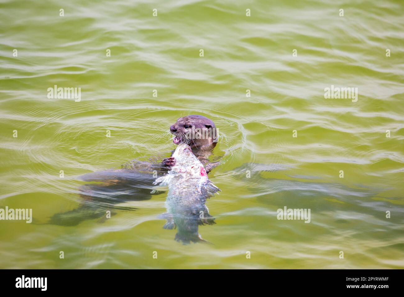 Smooth coated otter eating a Barramundi in the sea along the coast of ...