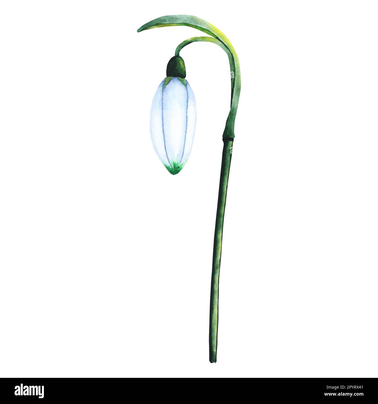 Watercolor snowdrop. Botanical illustration of flower. Watercolor ...