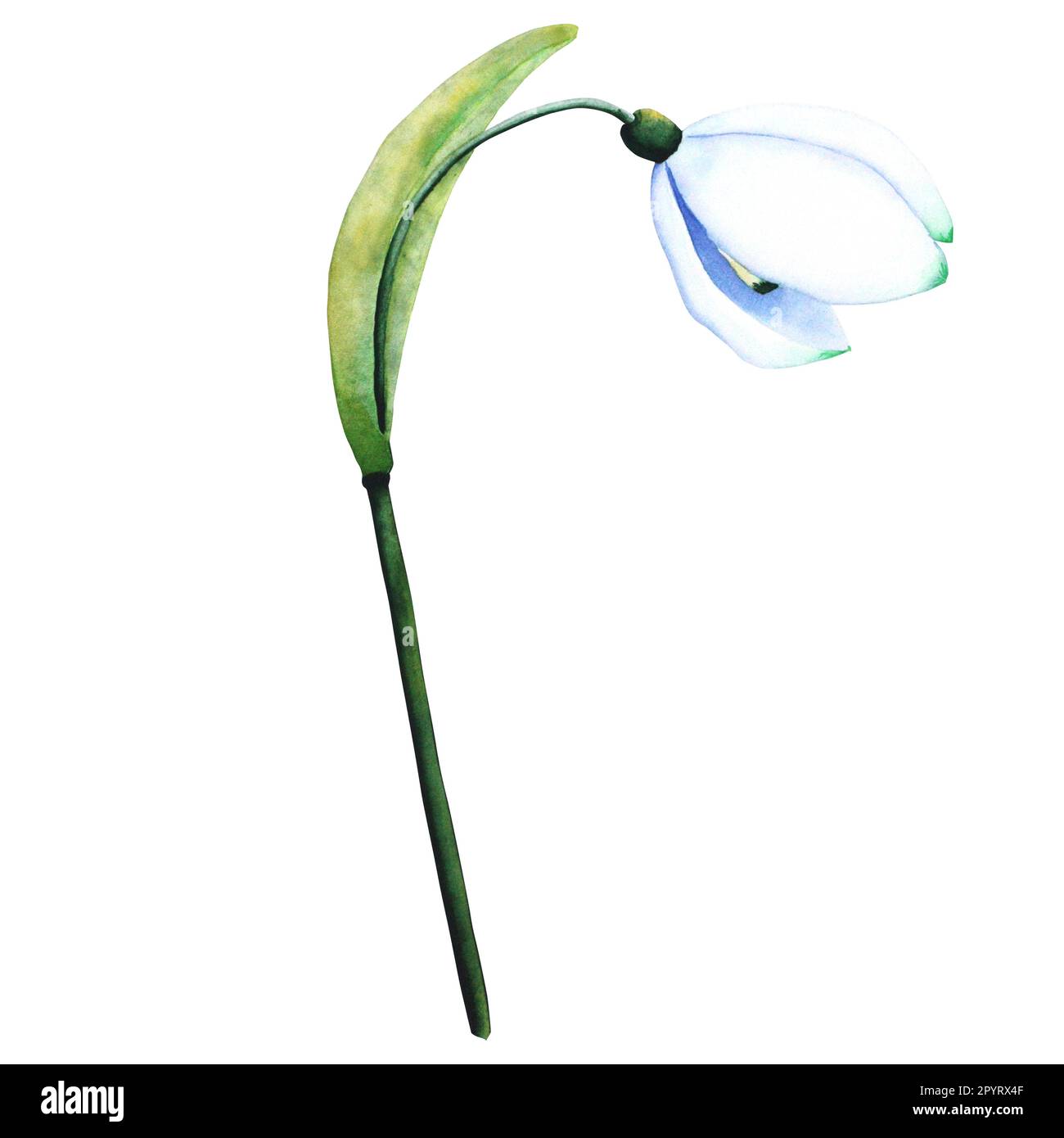 Watercolor snowdrop. Botanical illustration of flower. Watercolor ...