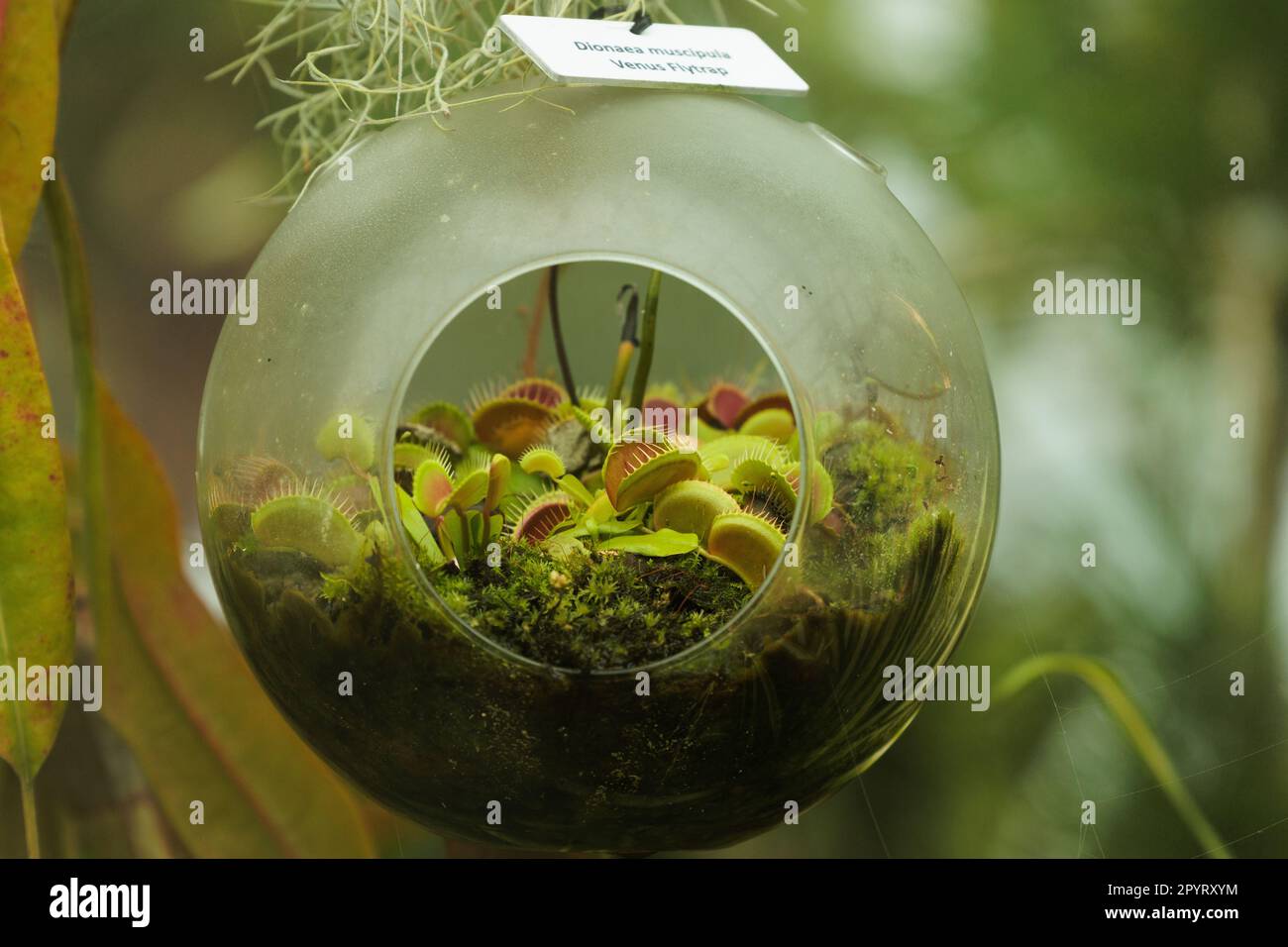 Carnivorous plant in a spherical terrarium at gardens by the bay ...