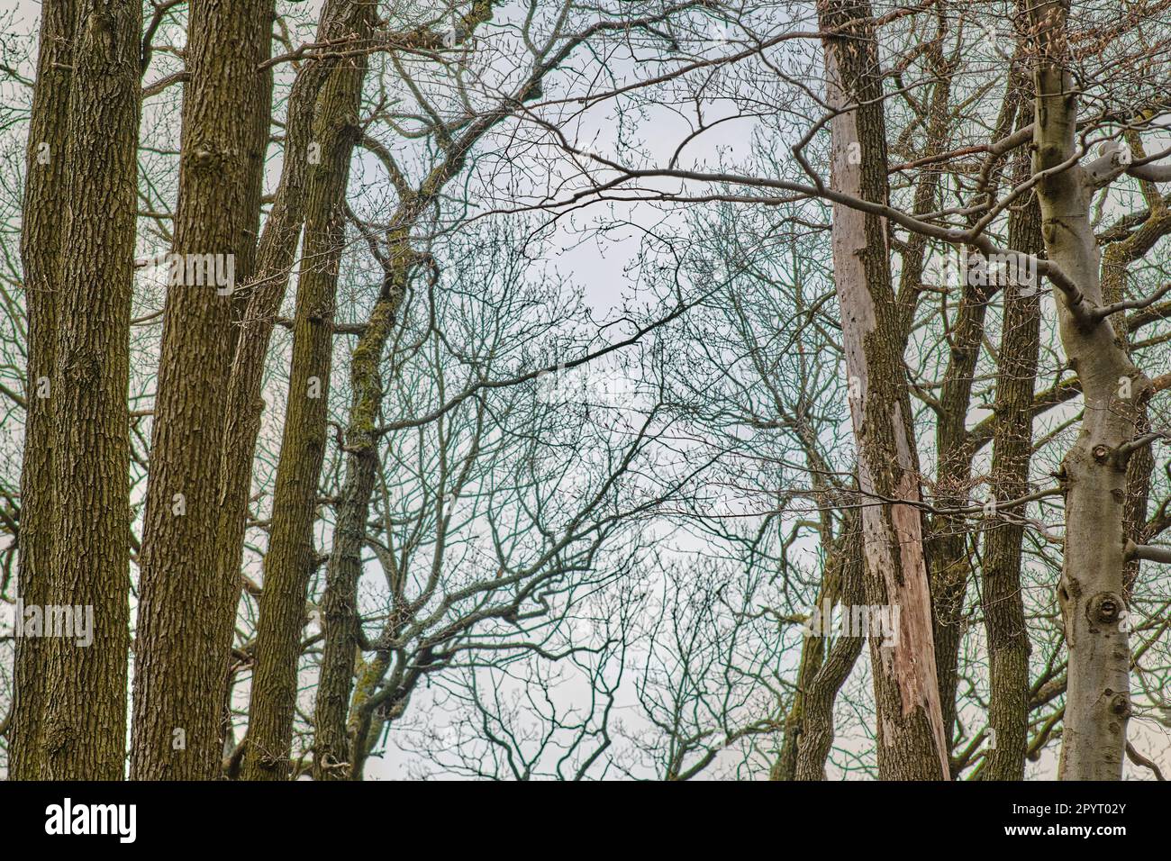 Tree trunks with branches and small leaves in European forest: dry with ...
