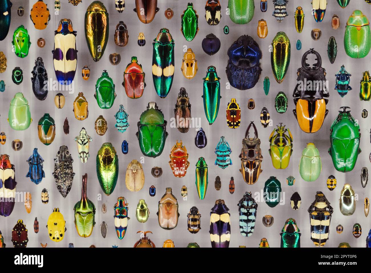 A collection of various colorful insects Stock Photo - Alamy