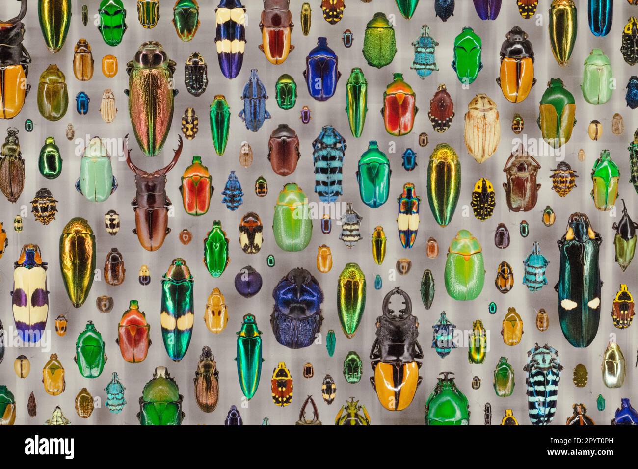 Insects pattern hi-res stock photography and images - Alamy