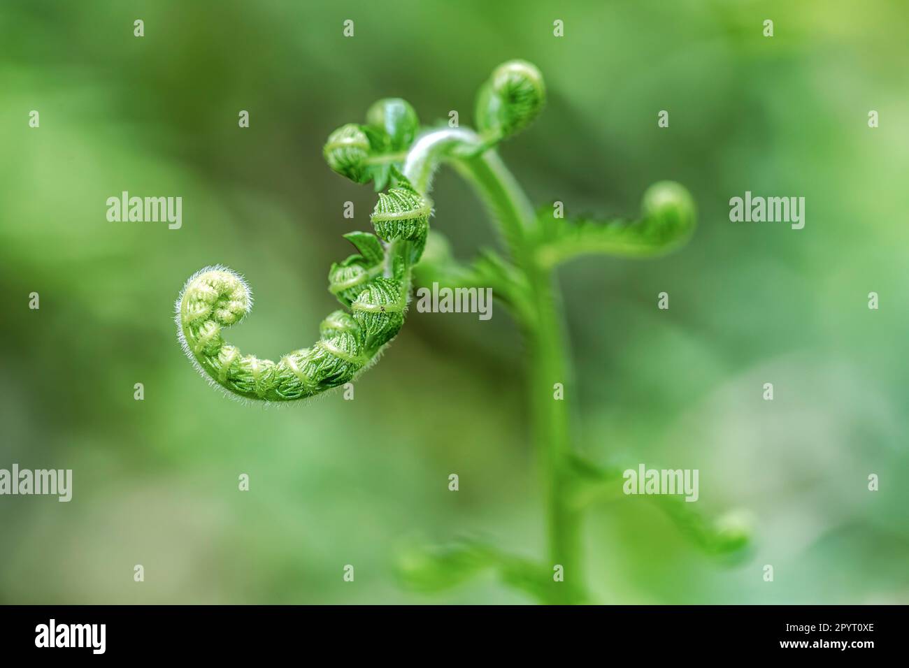 CHONGQING, CHINA - MAY 5, 2023 - Fern vines are seen in a macro lens in ...