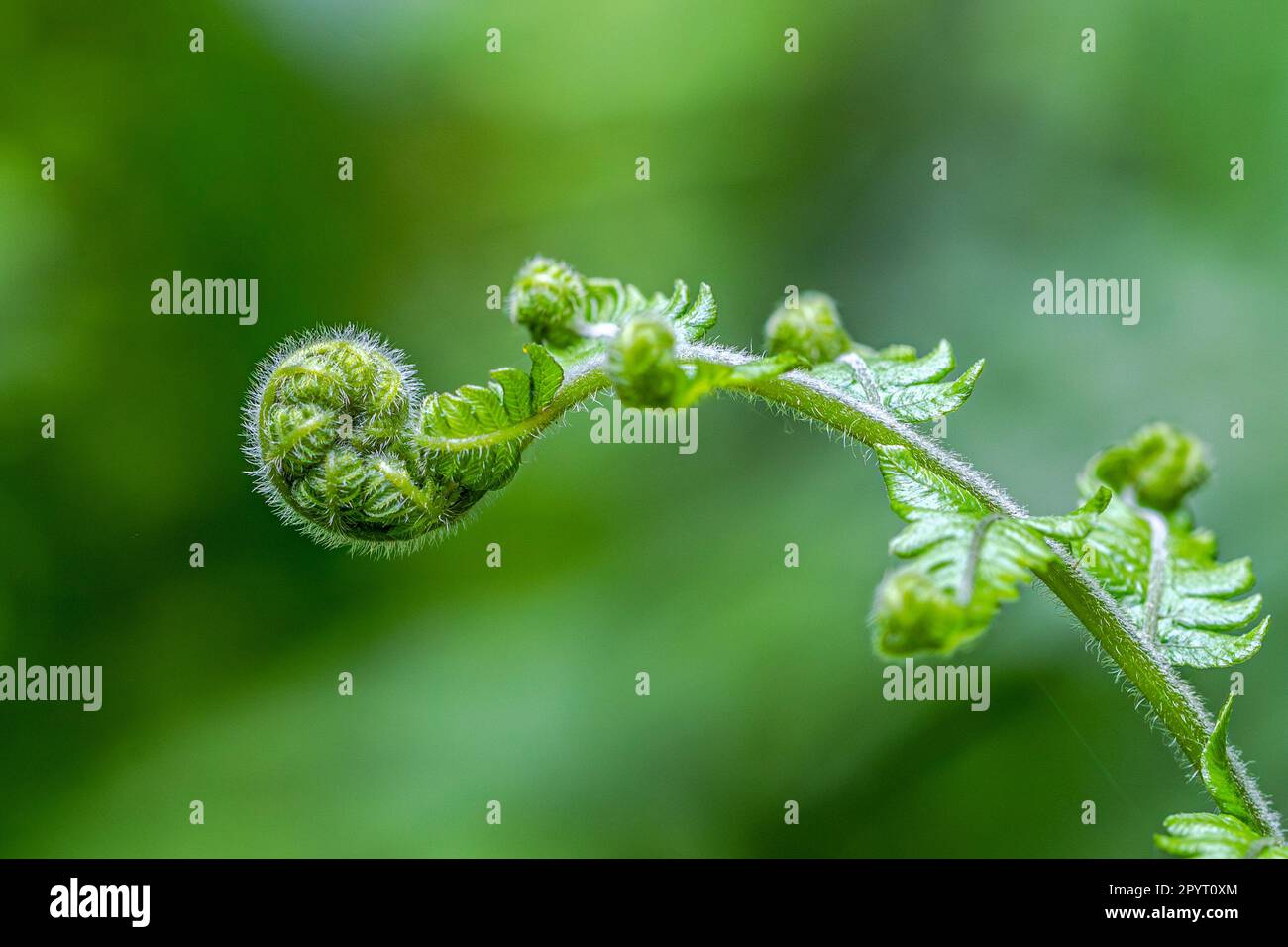 CHONGQING, CHINA - MAY 5, 2023 - Fern vines are seen in a macro lens in ...