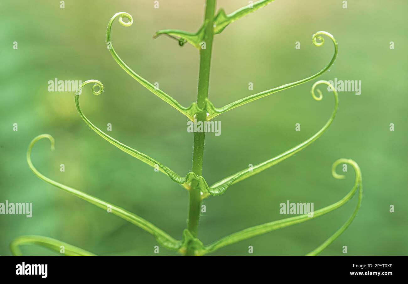 CHONGQING, CHINA - MAY 5, 2023 - Fern vines are seen in a macro lens in ...