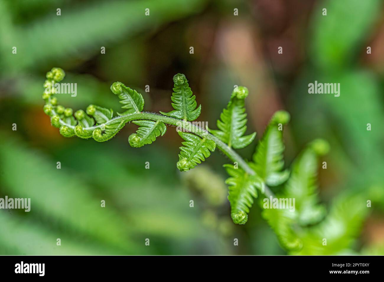 CHONGQING, CHINA - MAY 5, 2023 - Fern vines are seen in a macro lens in ...