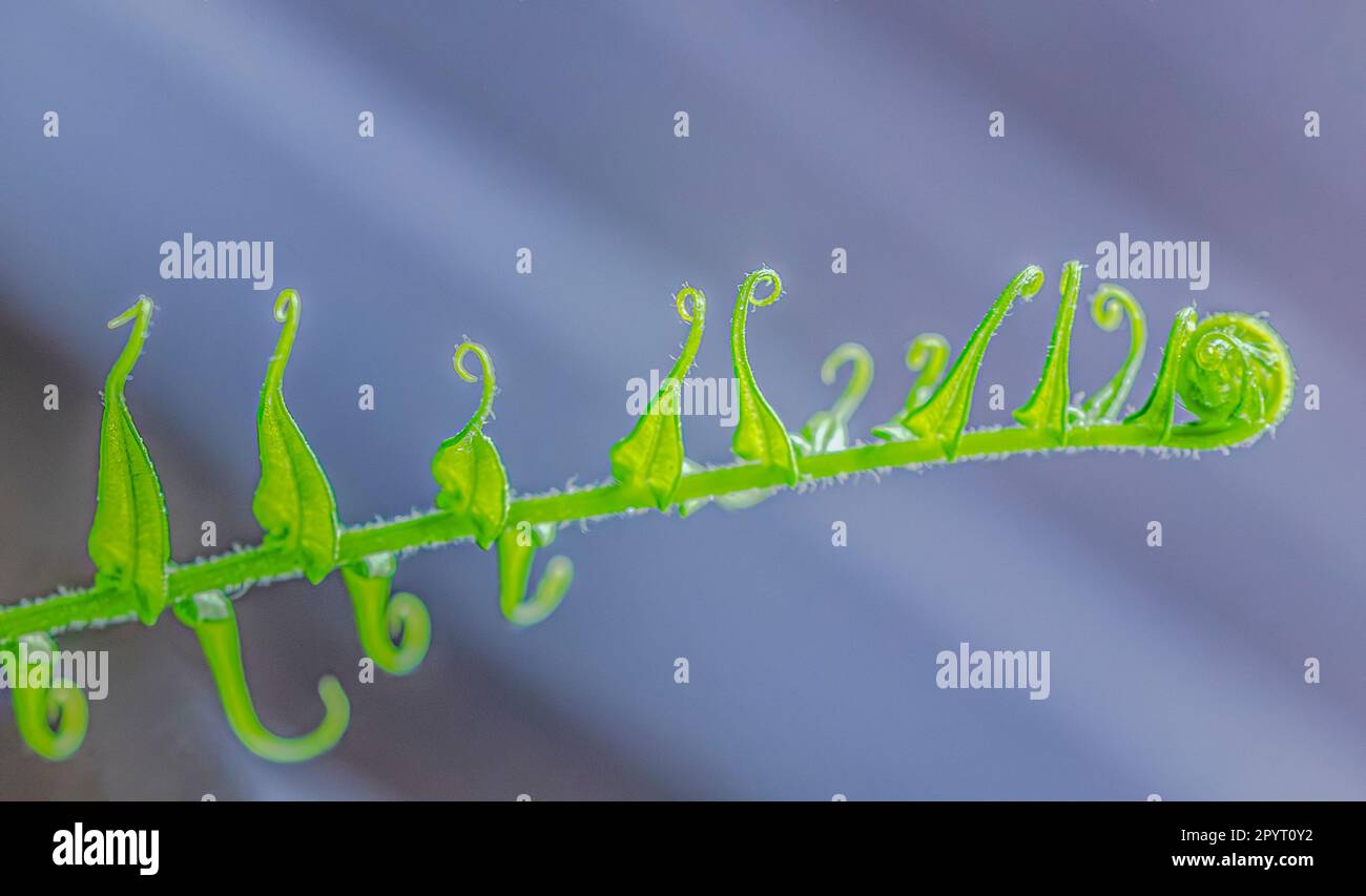 CHONGQING, CHINA - MAY 5, 2023 - Fern vines are seen in a macro lens in ...