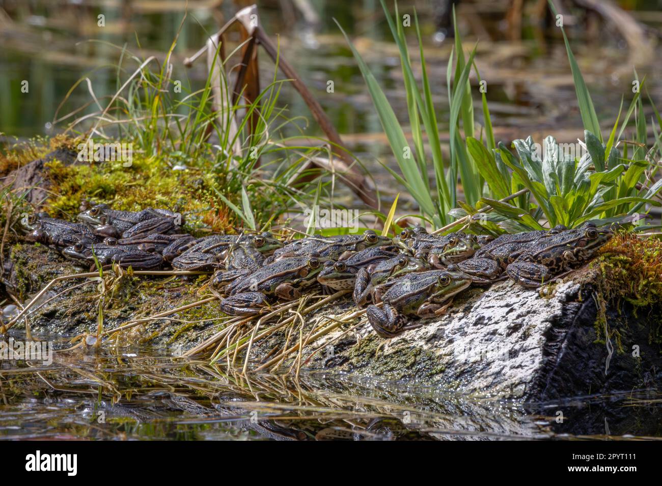 Some common frogs on a branch Stock Photo - Alamy