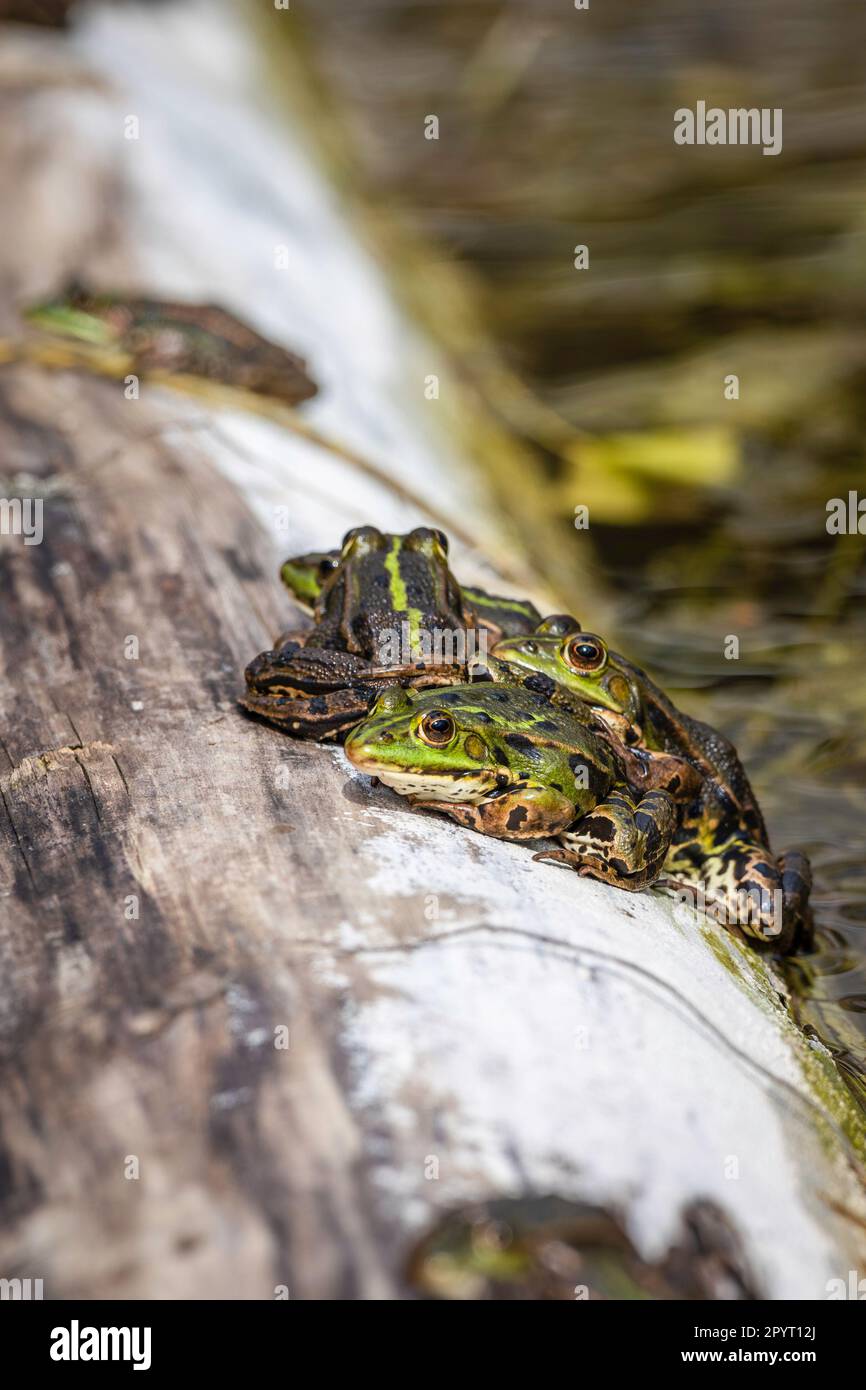 Some common frogs on a trunk Stock Photo - Alamy