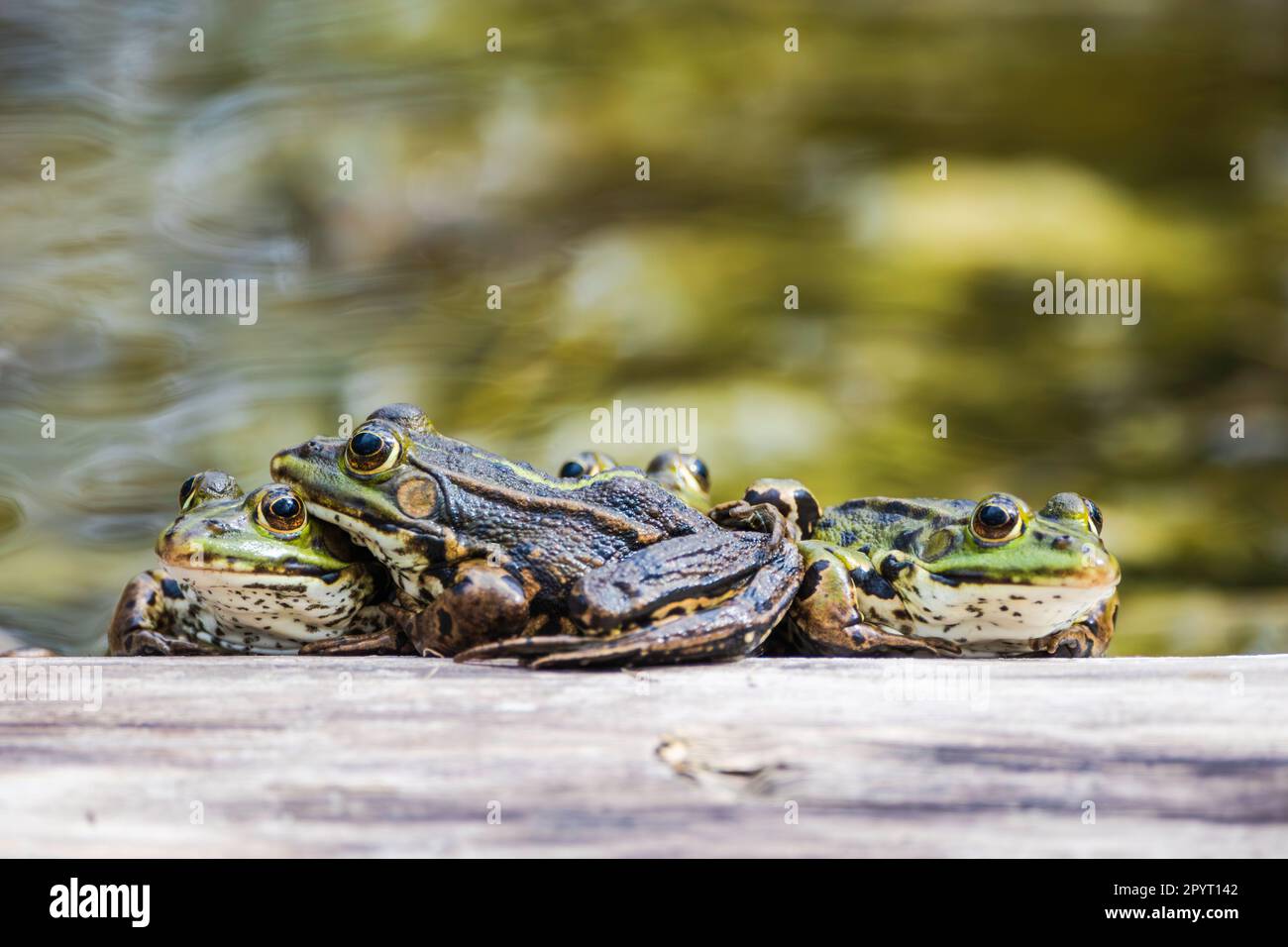 Horizontal Picture of three common frogs Stock Photo - Alamy