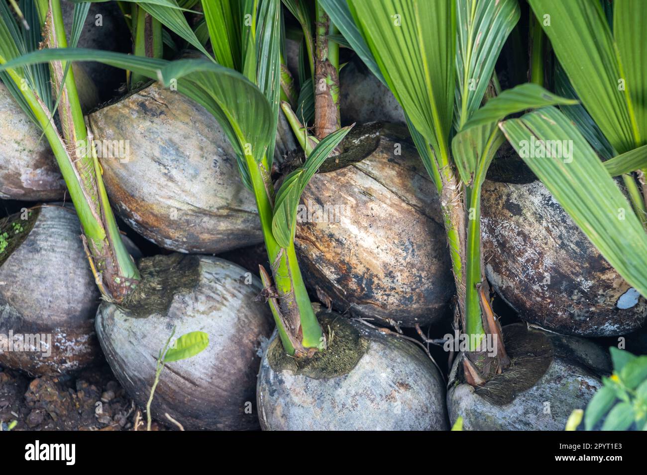 Coconut palm tree seedling hi-res stock photography and images - Alamy