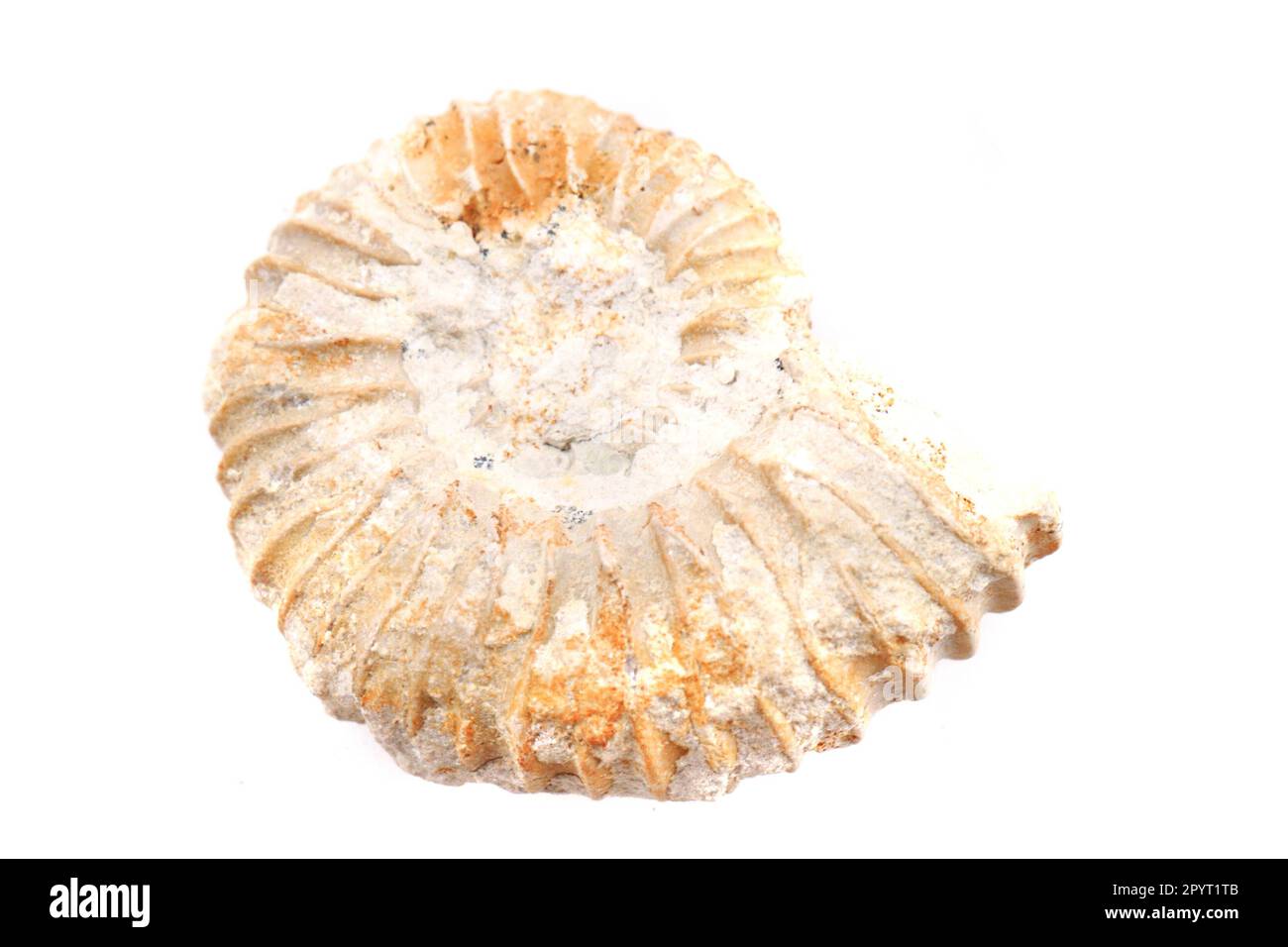 ammonite fossil isolated on the white background Stock Photo - Alamy