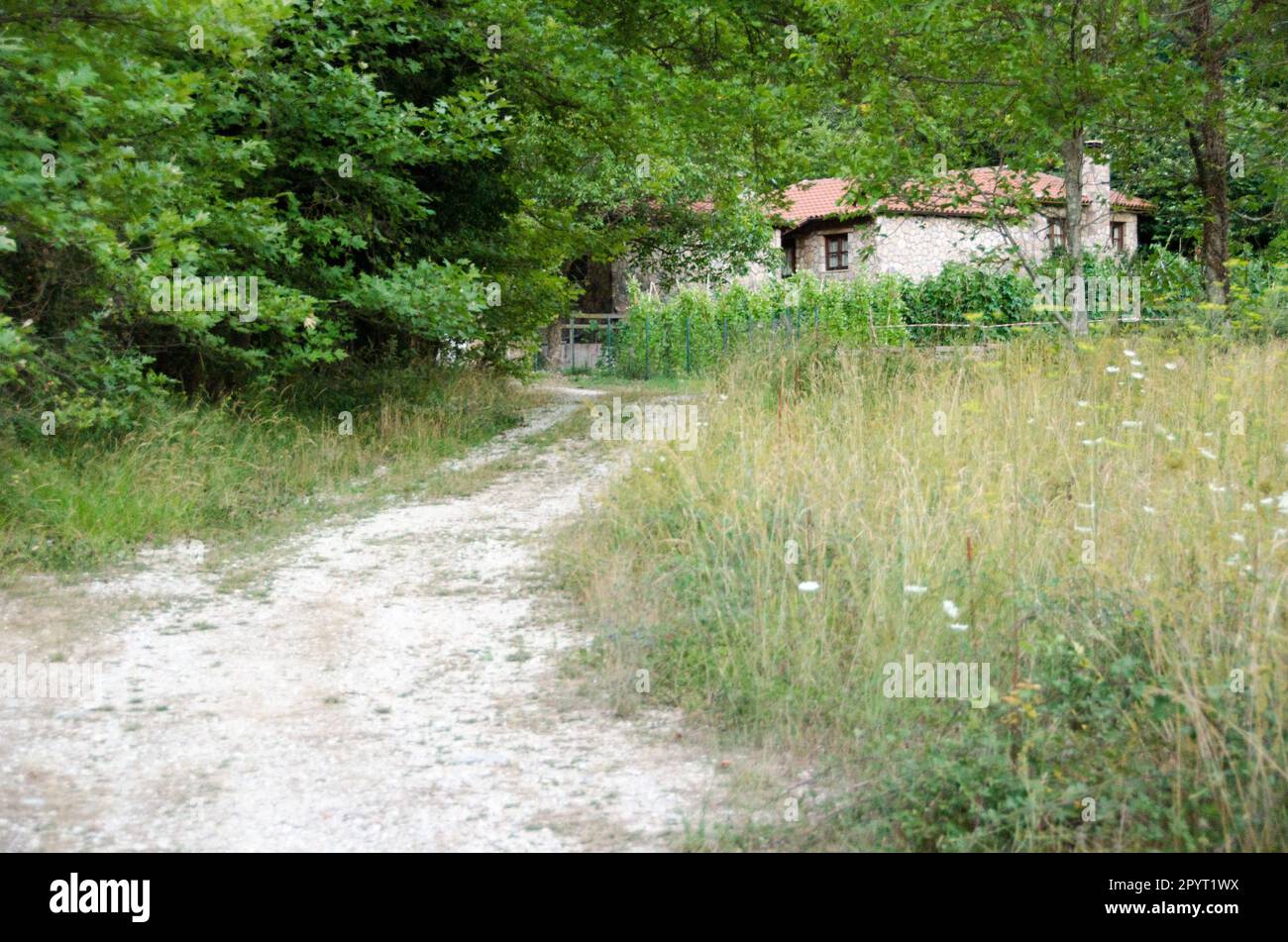 Path in forest. Trees and roots. Nature green wood backgrounds ...