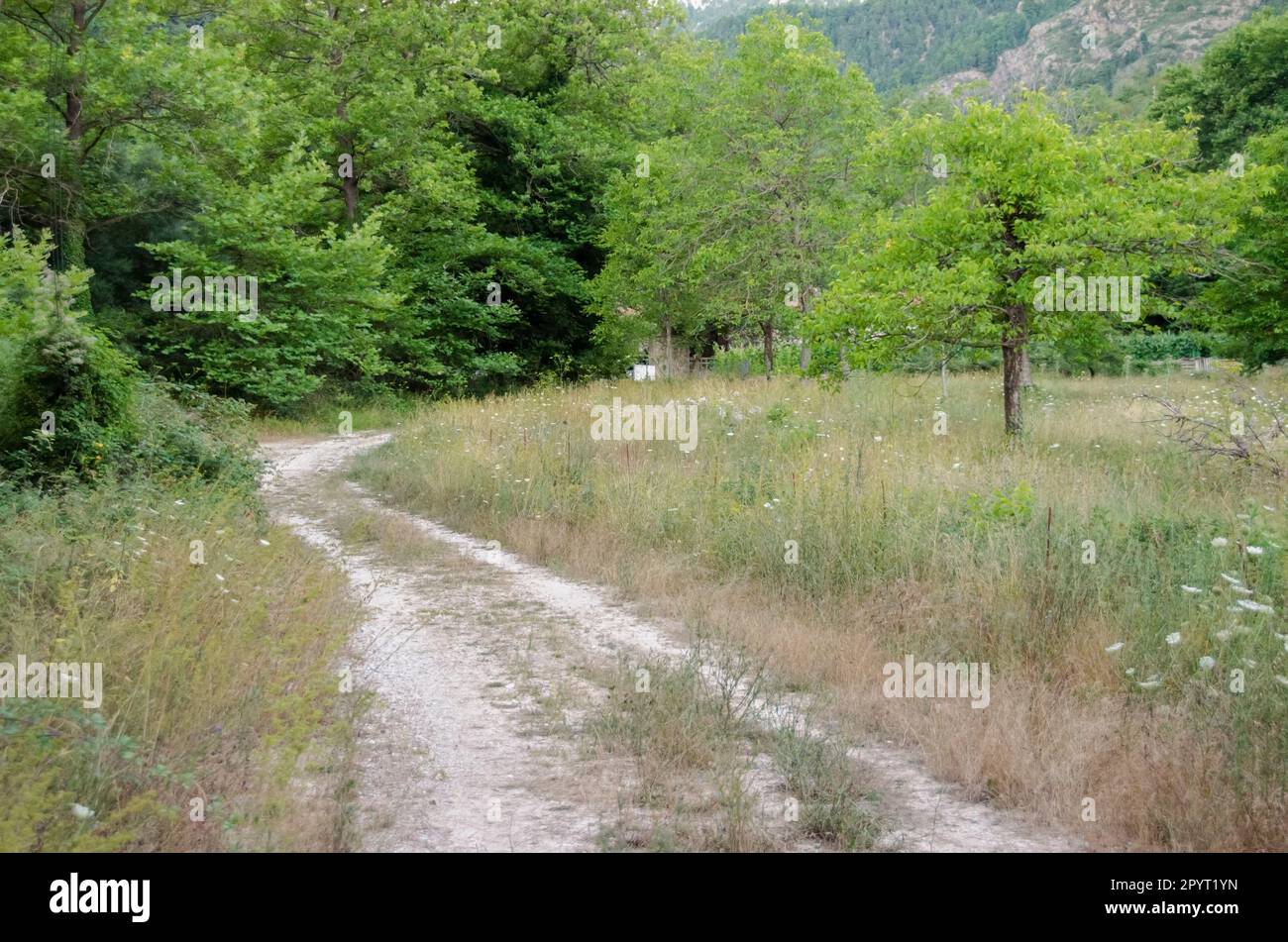 Path in forest. Trees and roots. Nature green wood backgrounds ...