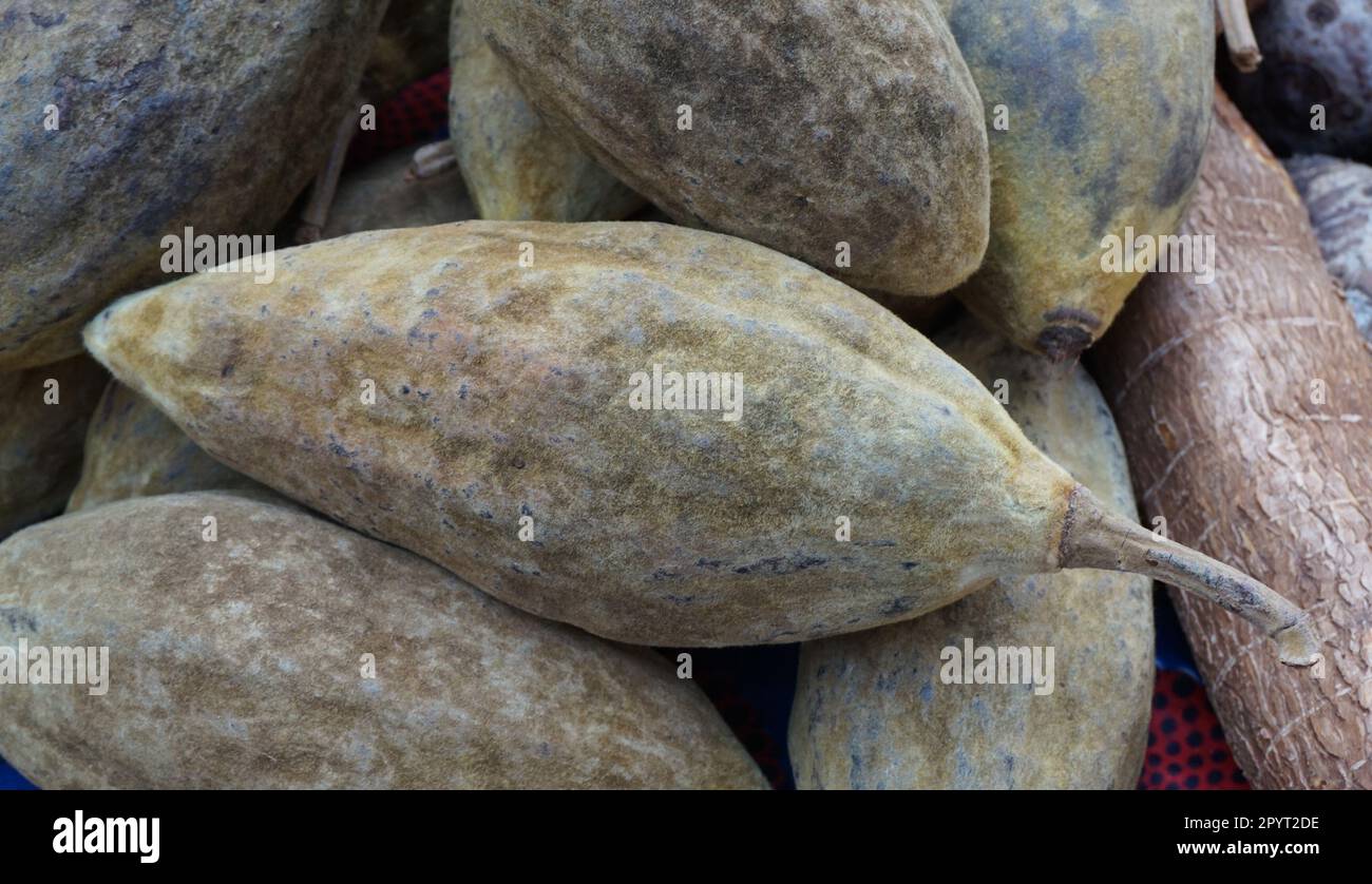 fresh baobab fruit as new natural food Stock Photo - Alamy