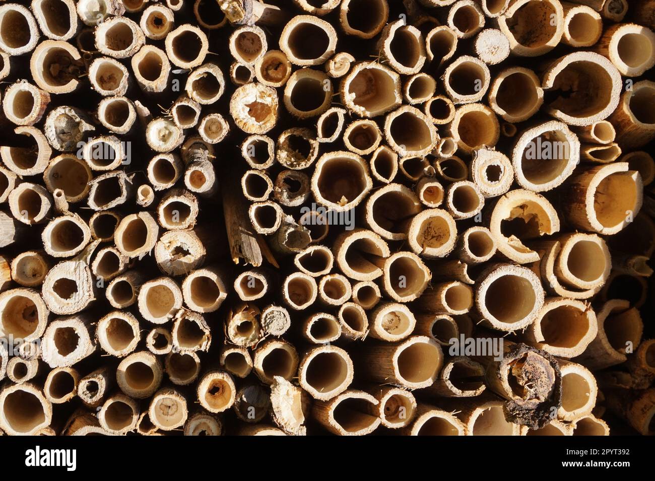 detail of insect hotel as nice texture Stock Photo - Alamy