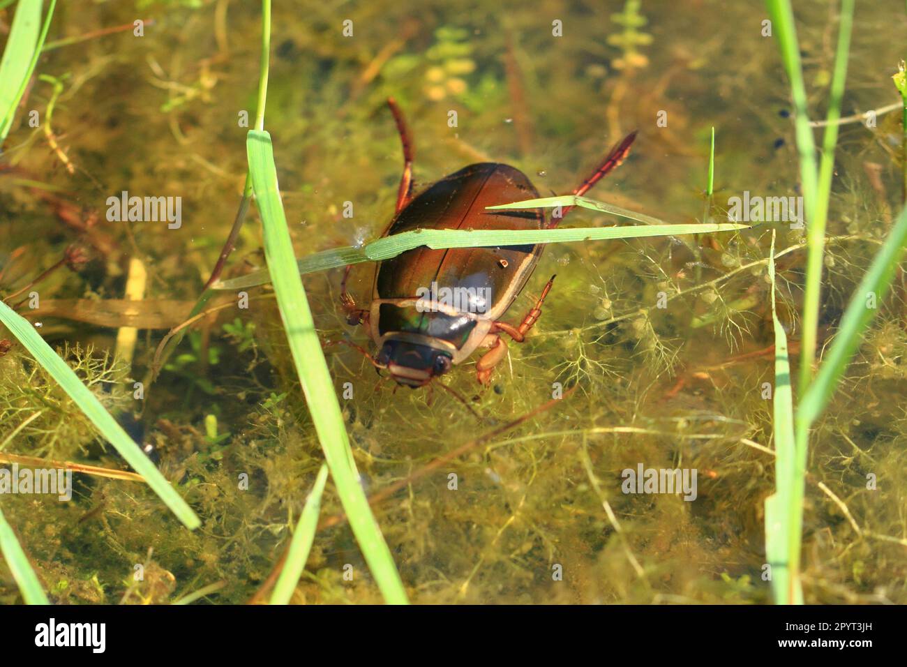 Water beetle bubble hi-res stock photography and images - Alamy