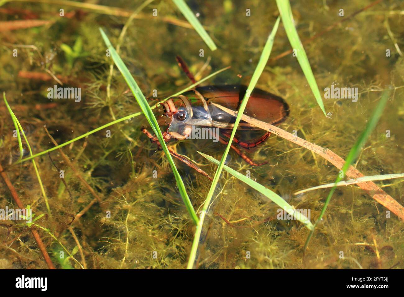 Water beetle bubble hi-res stock photography and images - Alamy