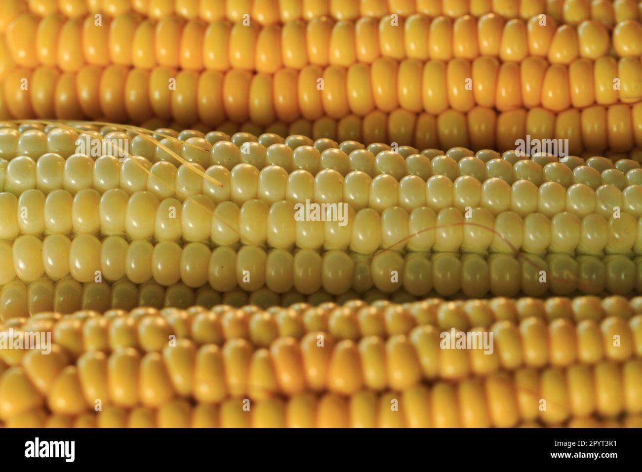 golden corn texture as nice natural food background Stock Photo - Alamy