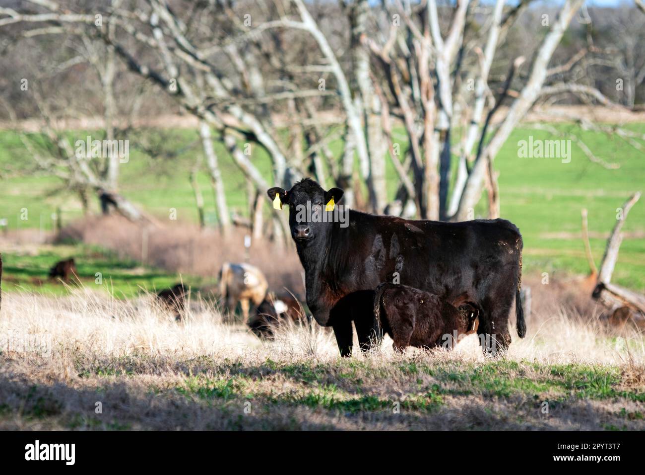 Angus cow-calf pair with dam nursing her calf in a January pasture in ...