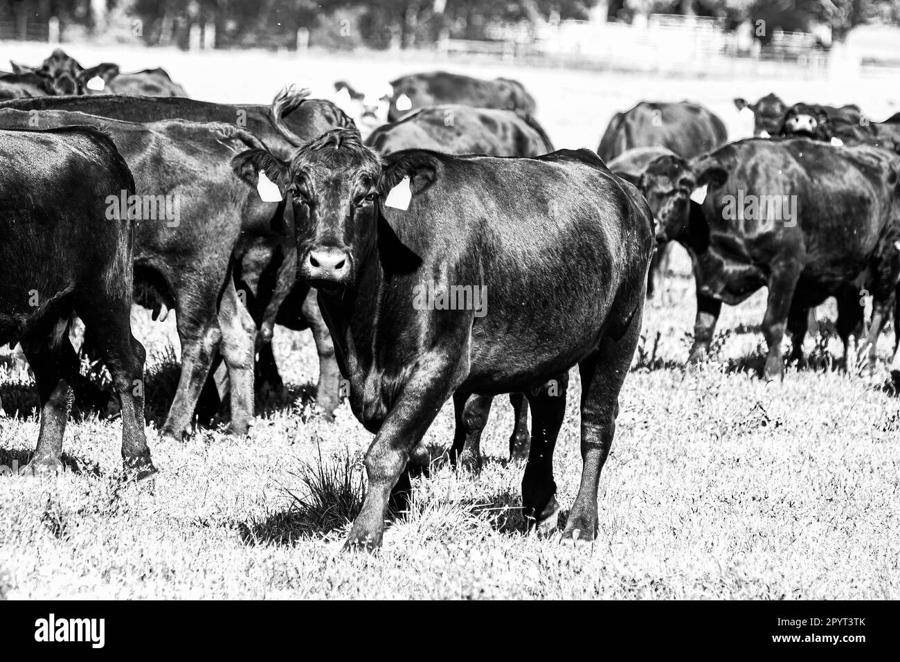 Monochrome image of a herd of Angus cows and calves in a lush spring ...