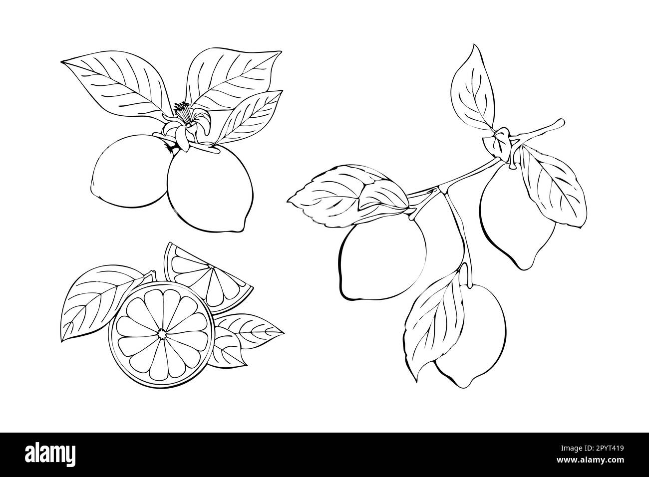 Citrus collection contour linear hand drawing, orange and lemon, branch ...