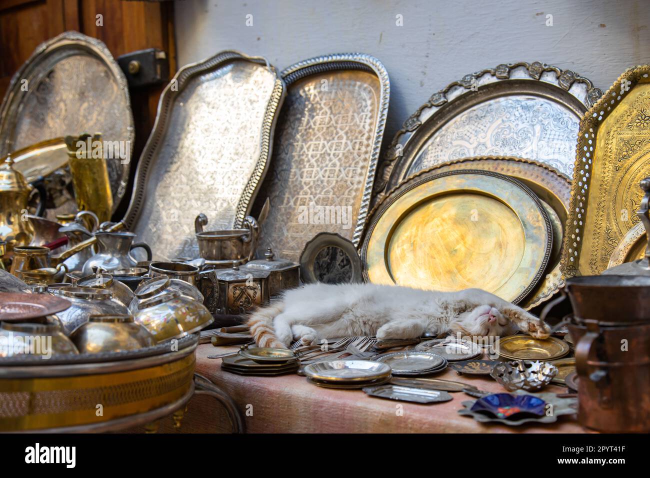 Fez, Morocco 2022: cat in a vintage shop of the souk (suq) in the ...