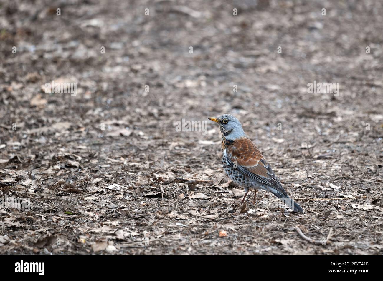 Turdidae hi-res stock photography and images - Alamy