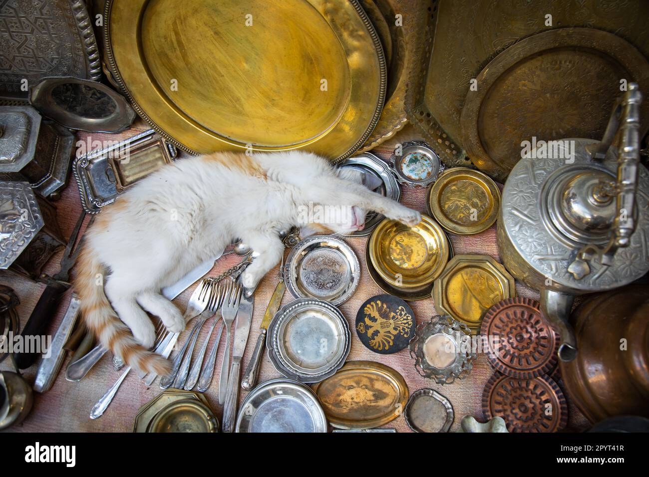 Fez, Morocco 2022: cat in a vintage shop of the souk (suq) in the ...