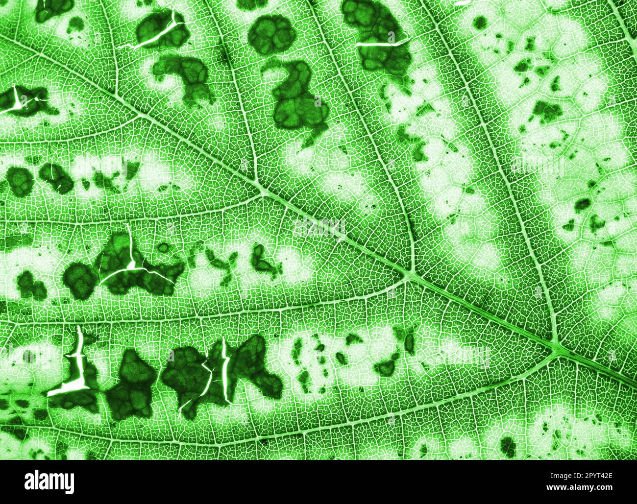 nice background from the green leaf texture Stock Photo - Alamy