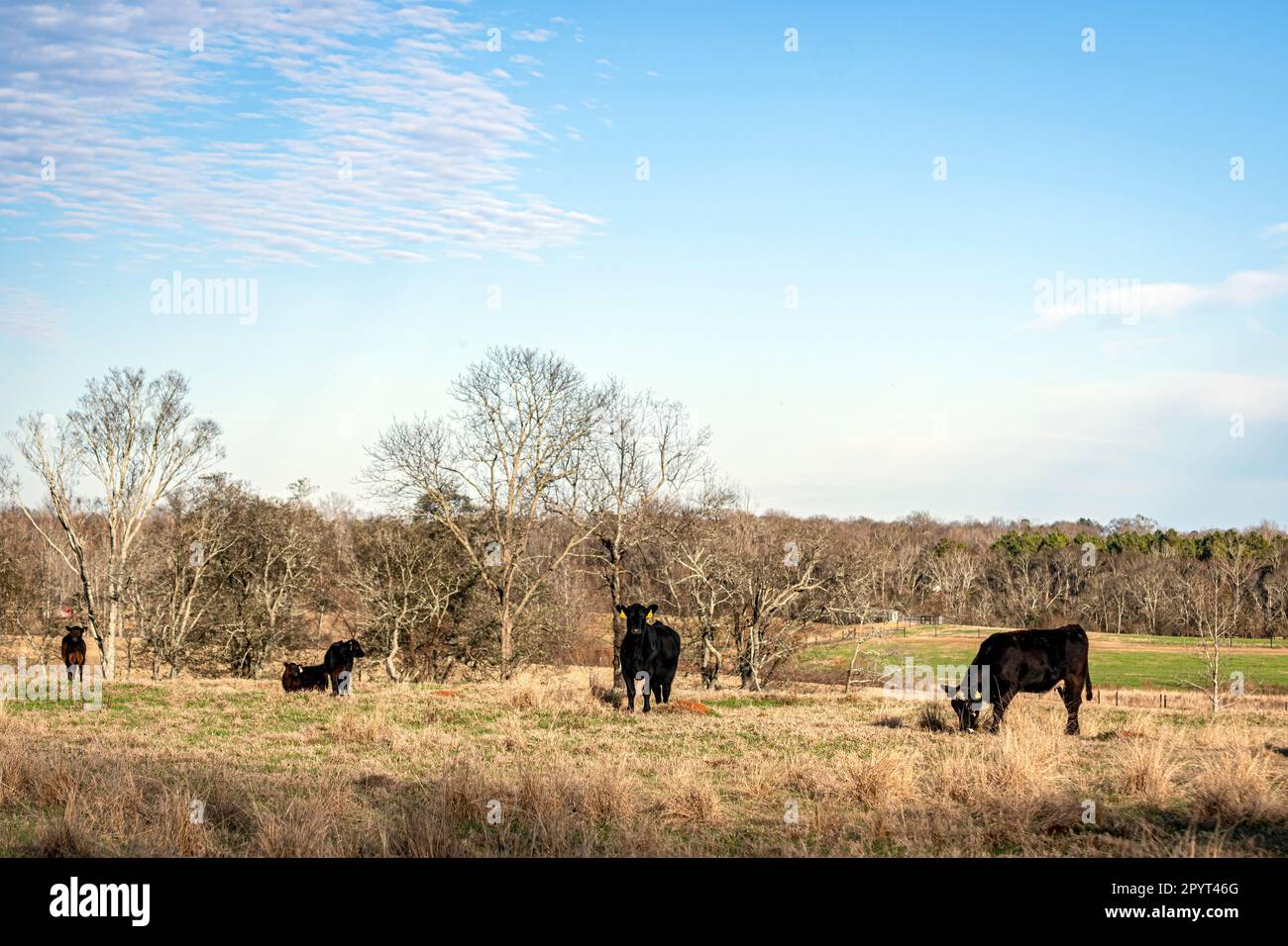 Rural landscape of Angus cattle in a dormant pasture on a beautiful ...