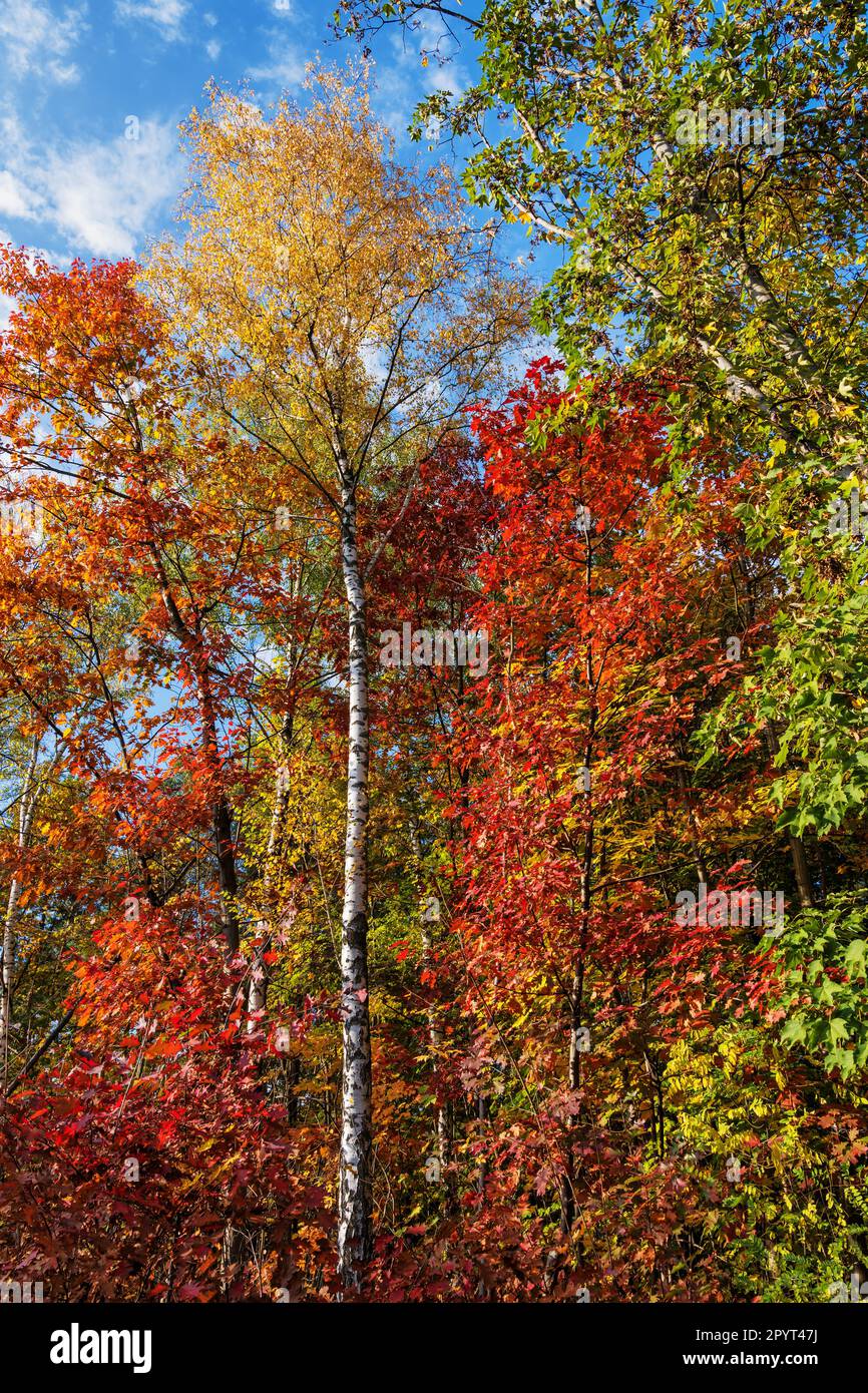 Vibrant autumn season foliage of oak and birch trees in deciduous forest on sunny October day ...