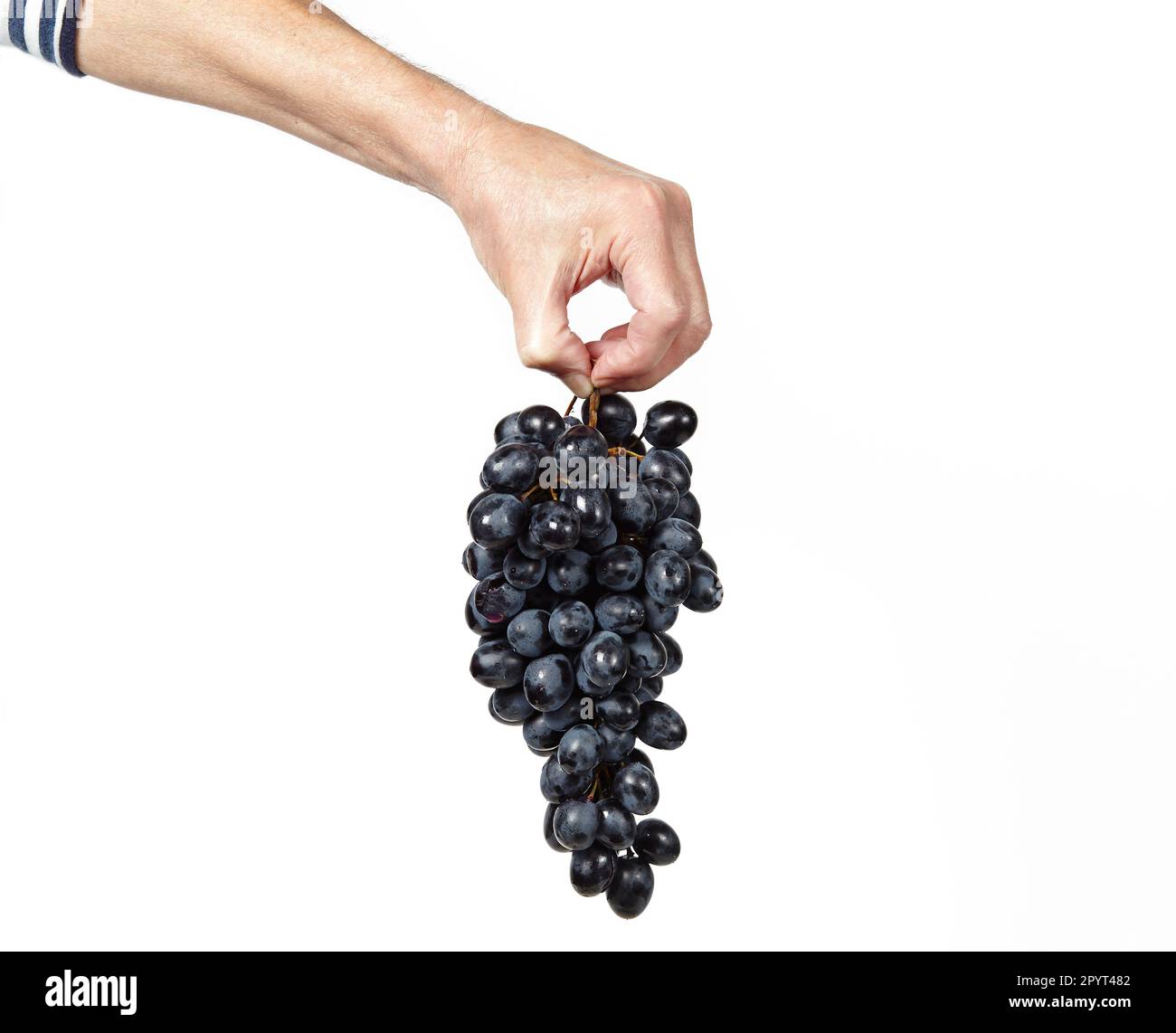 Men's hand holding a bunch of grapes isolated white background. Branch of ripe blue grape, space ...