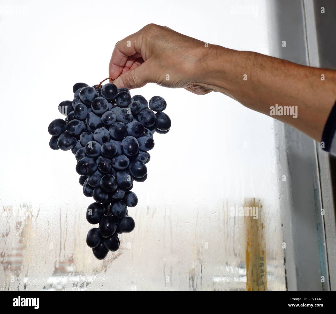 Men's hand holding a bunch of grapes. Healthy fruits for eating Stock ...