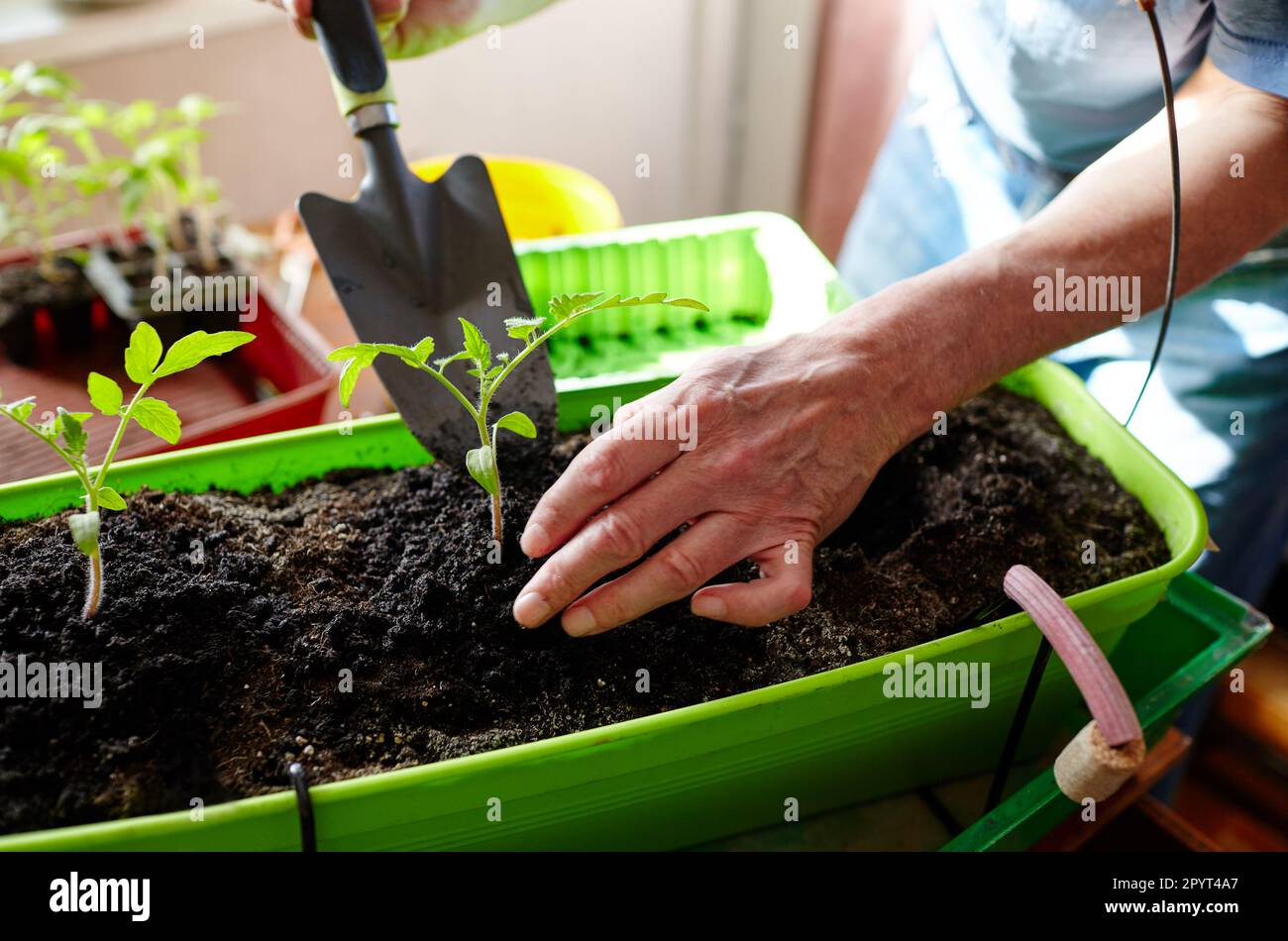Old man gardening in home greenhouse. Men's hands planting tomato ...