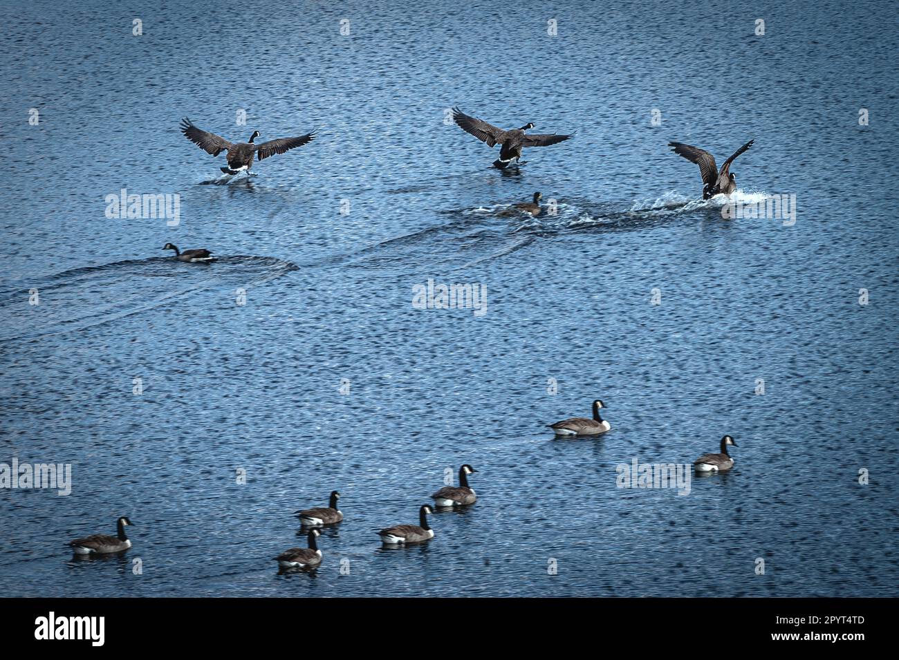 Water foul photography hi-res stock photography and images - Alamy