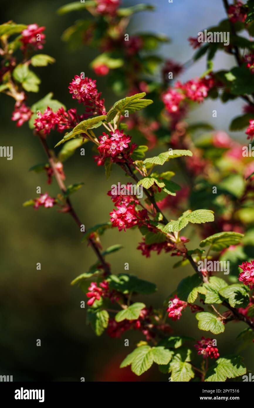 A vertical closeup of flowering currant tree in sunlight Stock Photo ...