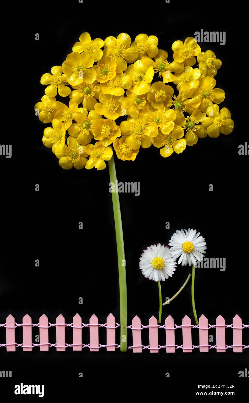 Daisy creative photography Stock Photo - Alamy