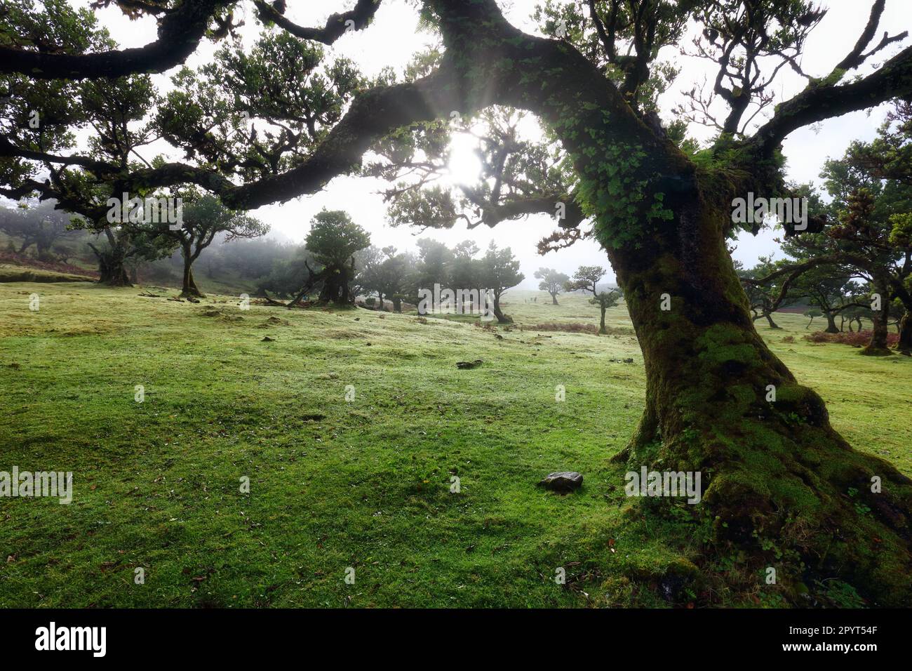 Madeira island - Old cedar tree in Fanal forest - Portugal Stock Photo ...