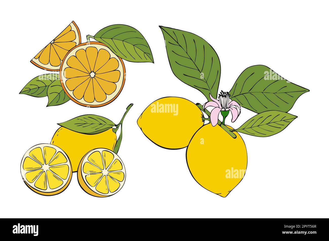 Collection Citrus contour coloring hand drawing, orange and lemon ...