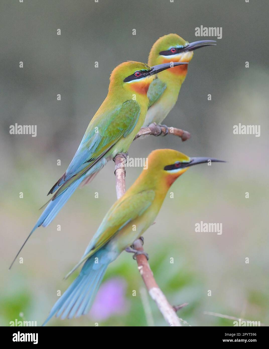 ZHANJIANG, CHINA - MAY 2, 2023 - Bee-eater nests and breeds on the ...