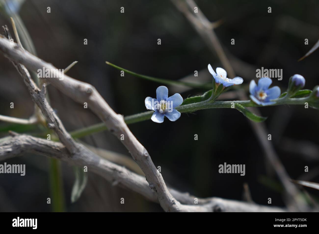 tiny blue flowers close up Stock Photo - Alamy