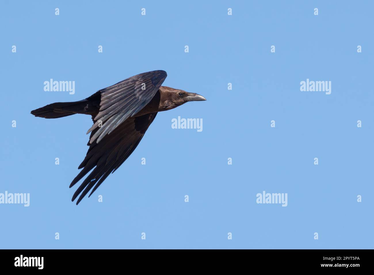 The brown-necked raven (Corvus ruficollis) flying through the sky with ...